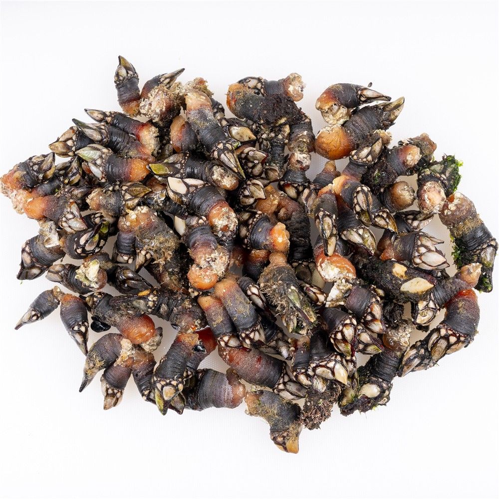 Percebes - RA-cetas de Raúl
